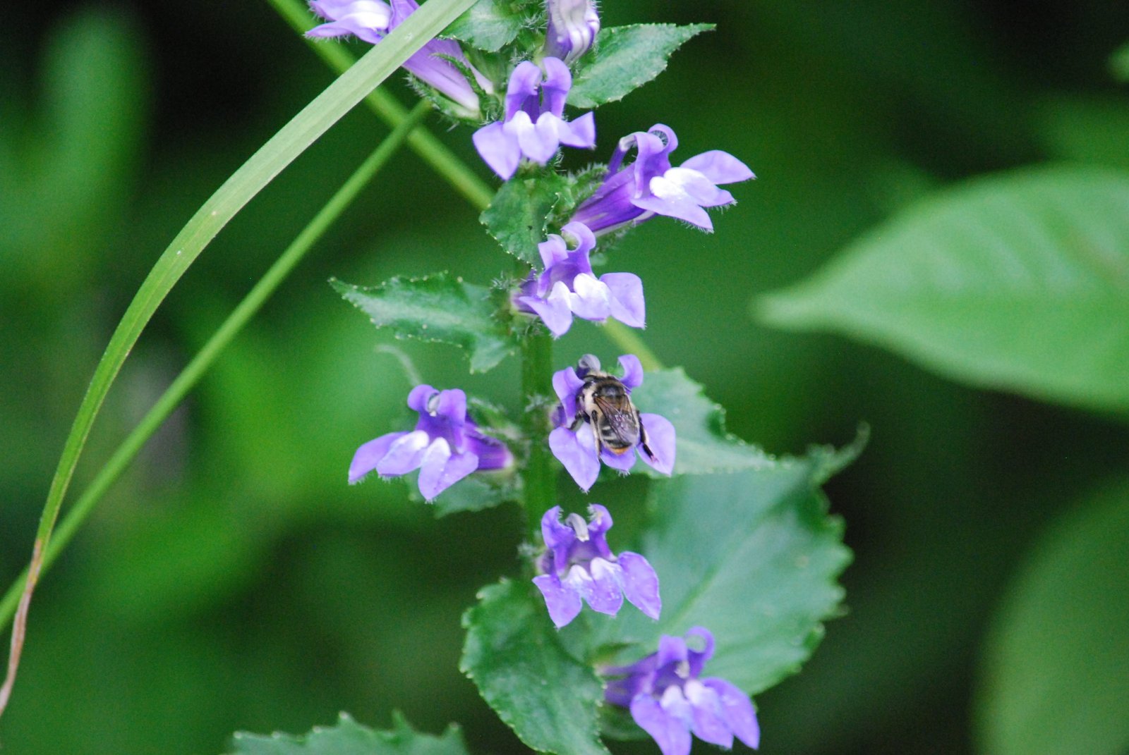 Supporting Pollinators – Sydenham Field Naturalists
